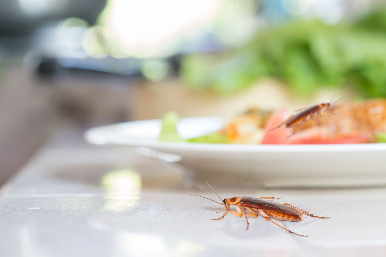 Controlling Cockroaches in the New York Metropolitan Area